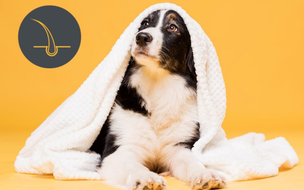 Dermatologia Veterinária em Campinas | UniCare Vet Dermatologia Veterinária em Campinas | UniCare Vet