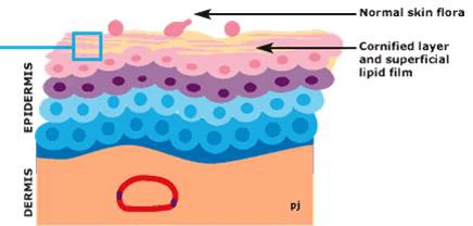 Entendendo a Dermatite Atópica (Atopia) – Clínica Veterinária em ...